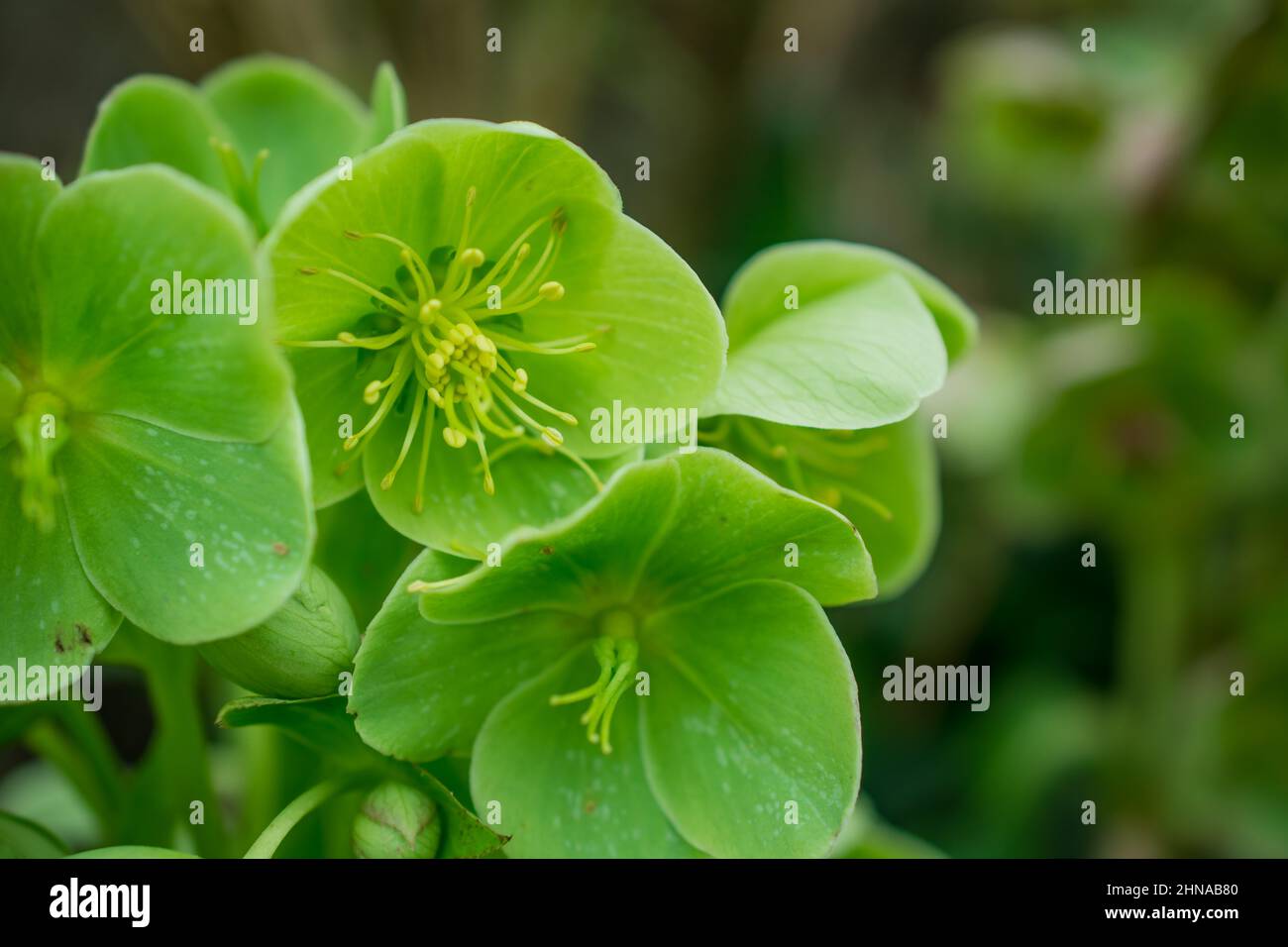 beautiful spring background with flowers and leaves Stock Photo - Alamy