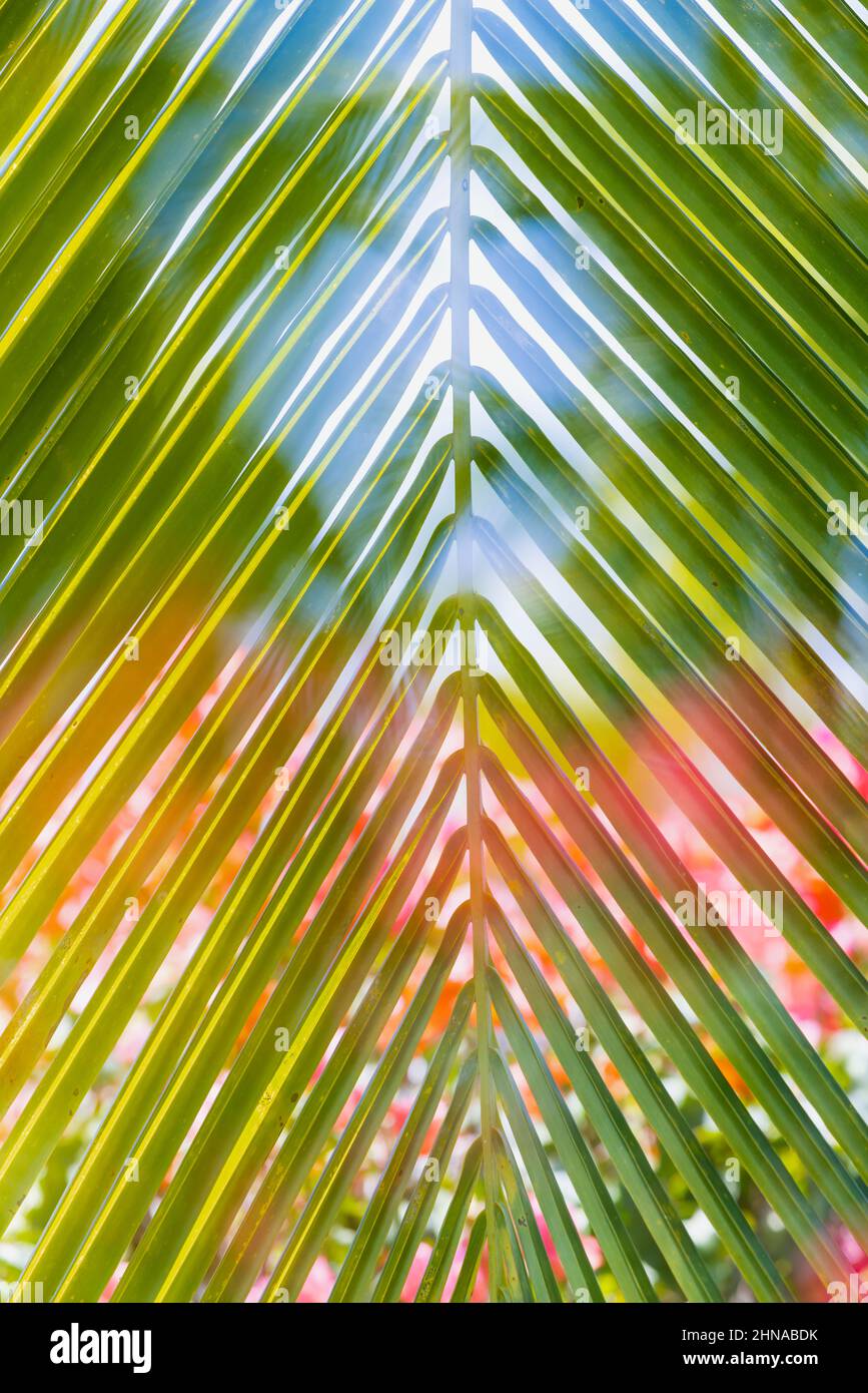 Orton Effect of palm tree fronds with colorful Bougainvillea in ...