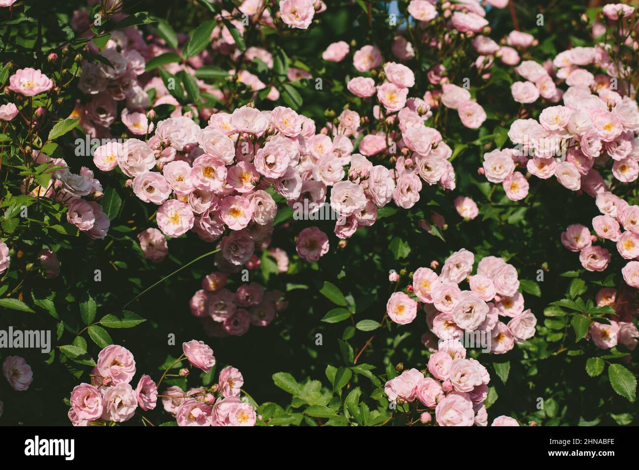 Background with close-up of English musk roses, blooming flowers Stock ...