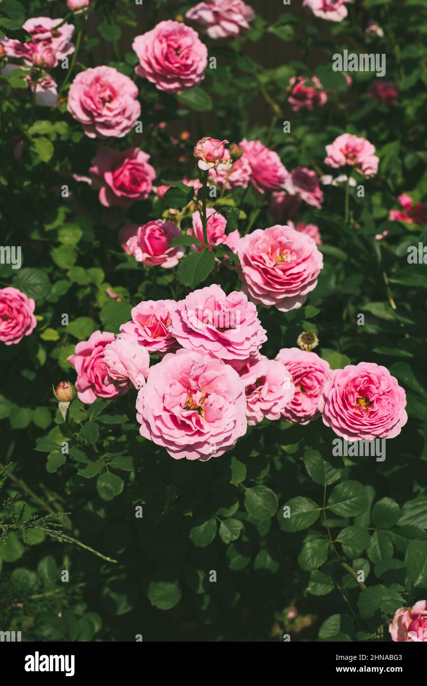 Summer background with English pink roses, blooming flowers Stock Photo ...