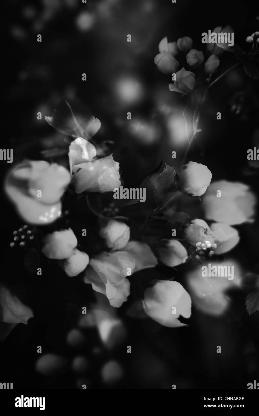 Blossom branch apple tree Black and White Stock Photos & Images - Alamy