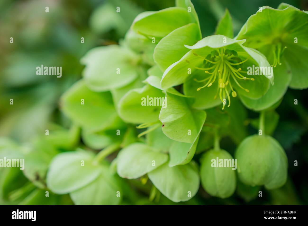 beautiful spring background with flowers and leaves Stock Photo - Alamy