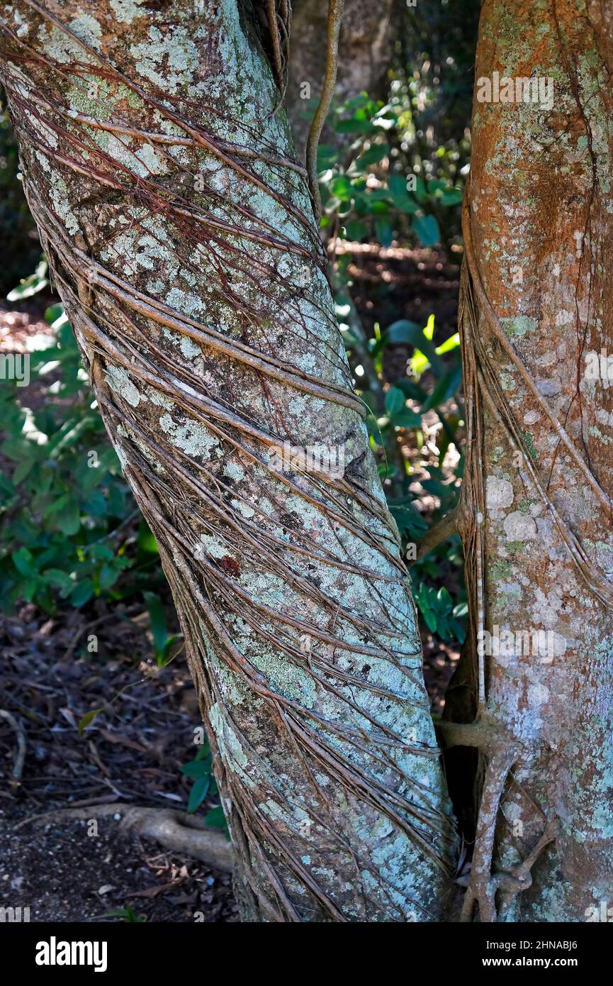 Tropical rainforest trees roots hi-res stock photography and images - Alamy