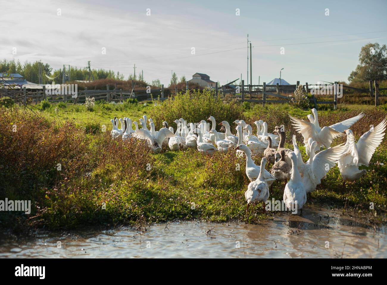 Geese on the farm. A flock of geese walks around the farm Stock Photo ...