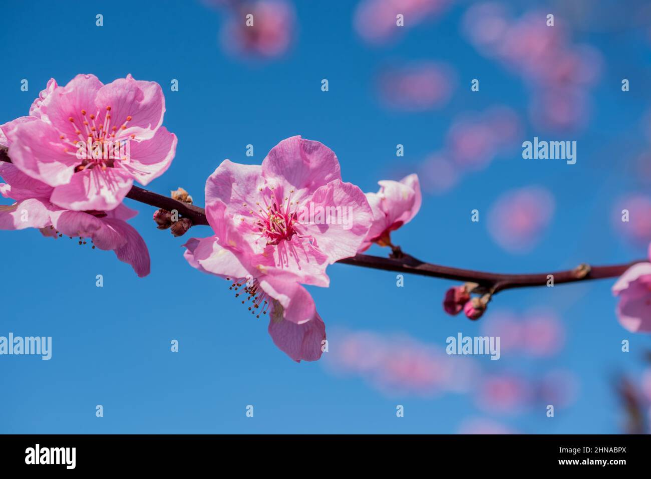 beautiful spring background with flowers and leaves Stock Photo - Alamy
