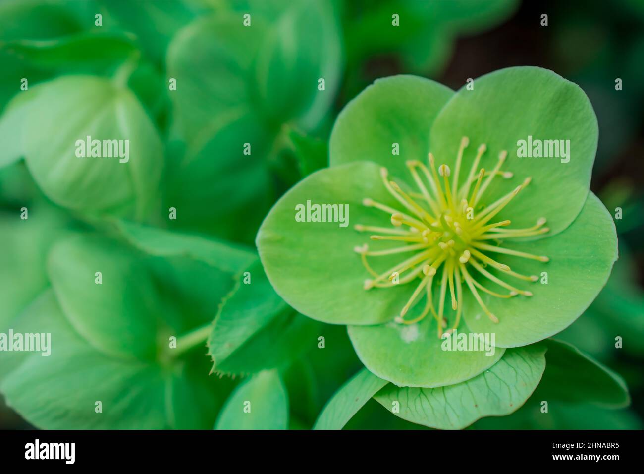 beautiful spring background with flowers and leaves Stock Photo - Alamy