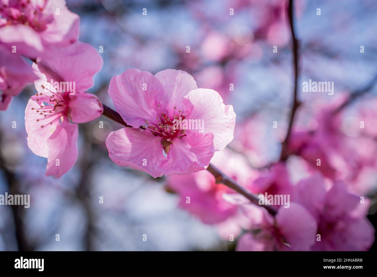 beautiful spring background with flowers and leaves Stock Photo - Alamy
