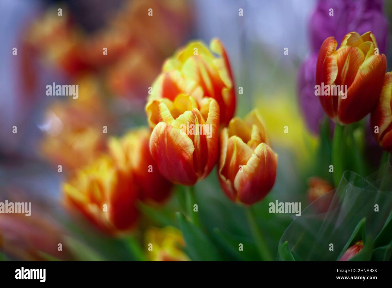 Bouquet of yellow flowers hi-res stock photography and images - Alamy