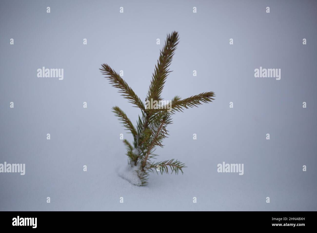 White spruce seedling hi-res stock photography and images - Alamy