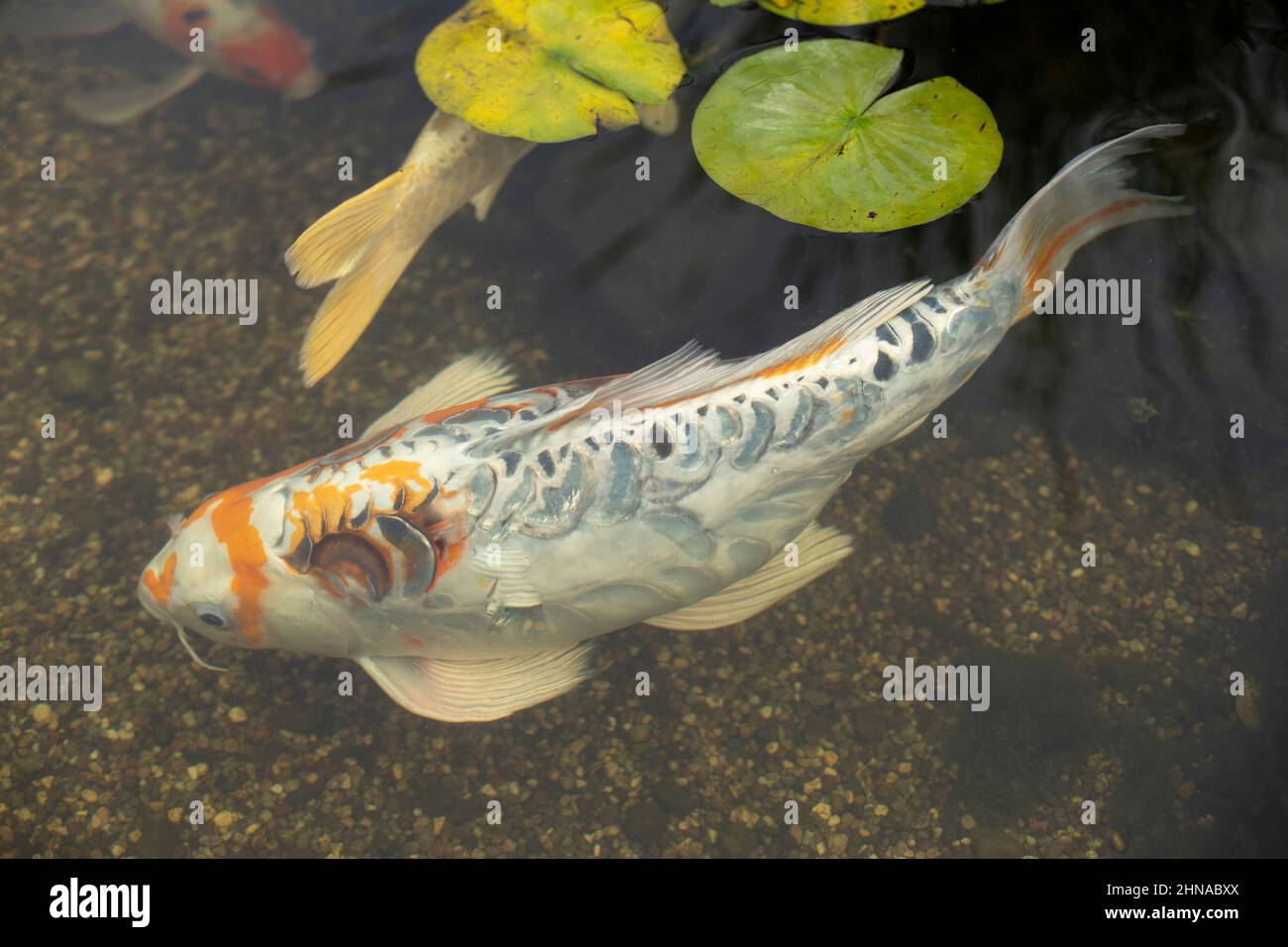 Japanese fish in the pond. Large decorative perch in the water Stock ...