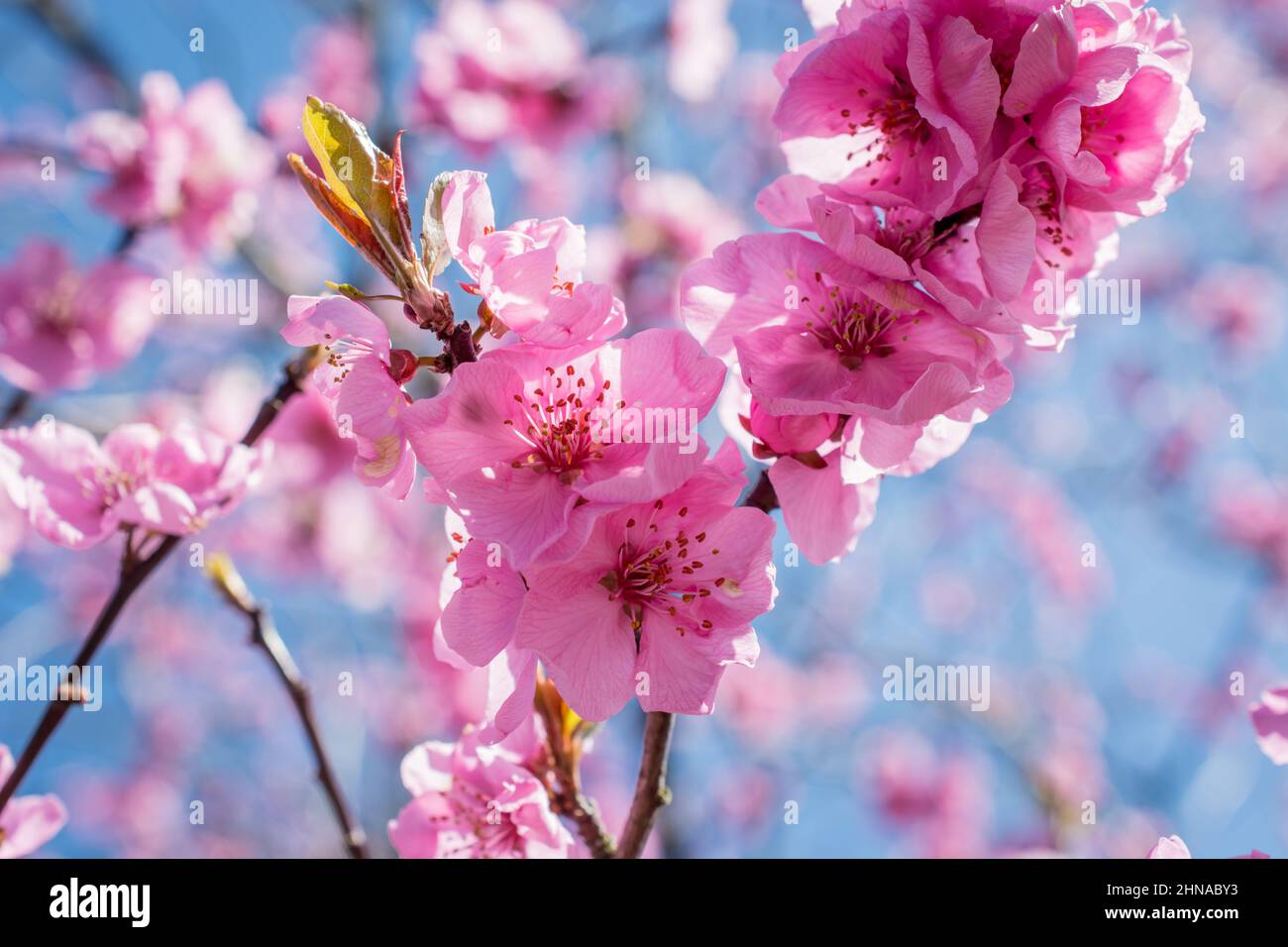 beautiful spring background with flowers and leaves Stock Photo - Alamy