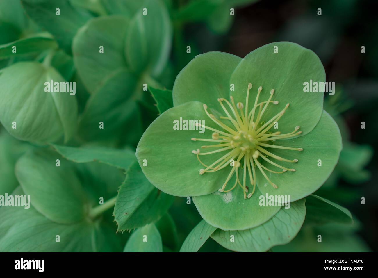 beautiful spring background with flowers and leaves Stock Photo - Alamy