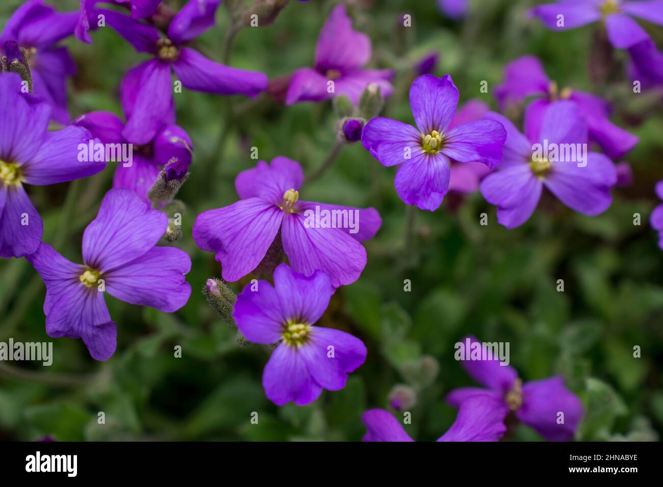 photo of beautiful new spring leaves and flowers Stock Photo - Alamy