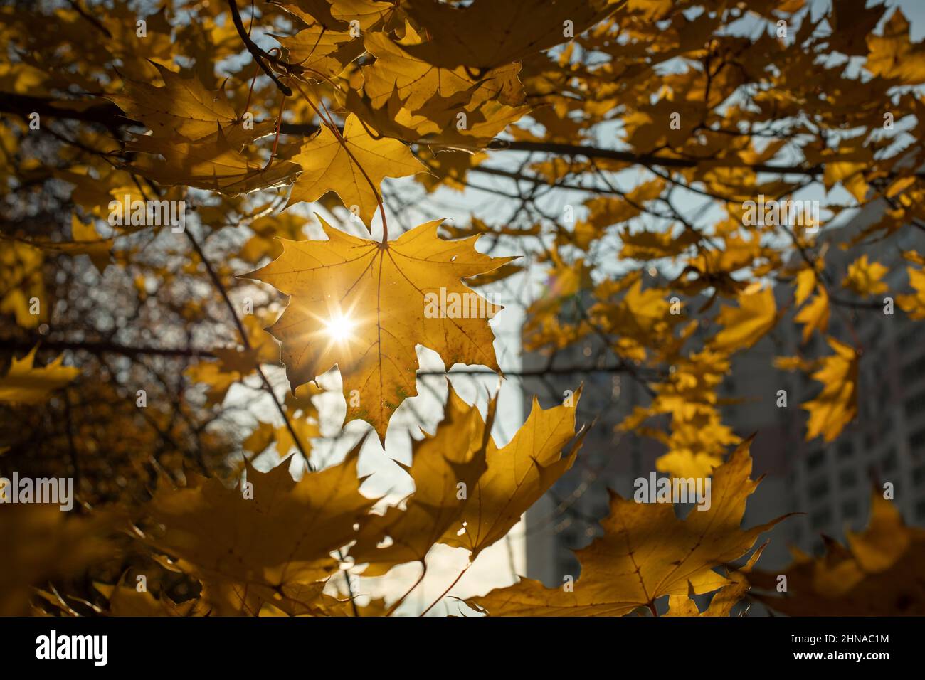 The sun shines through the maple fox Stock Photo - Alamy