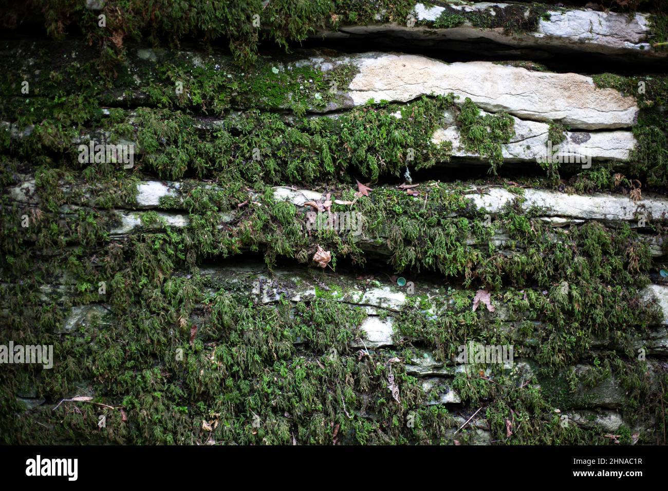 Moss covered rock garden hi-res stock photography and images - Alamy