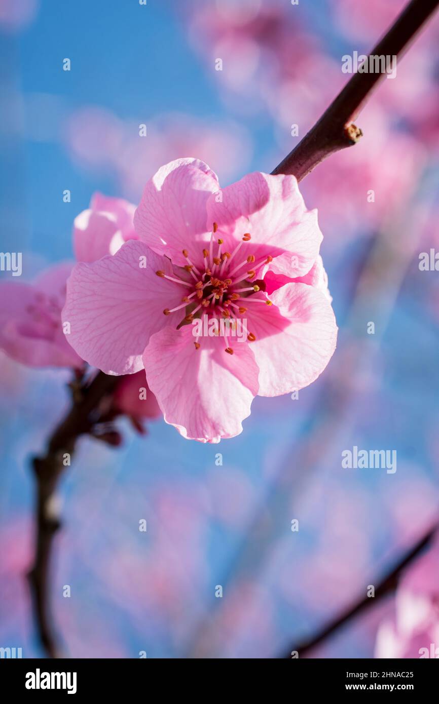 beautiful spring background with flowers and leaves Stock Photo - Alamy