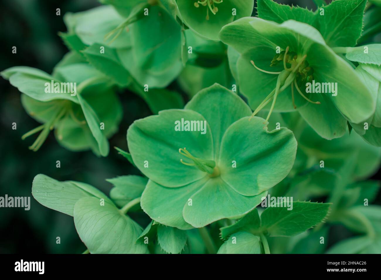 beautiful spring background with flowers and leaves Stock Photo - Alamy