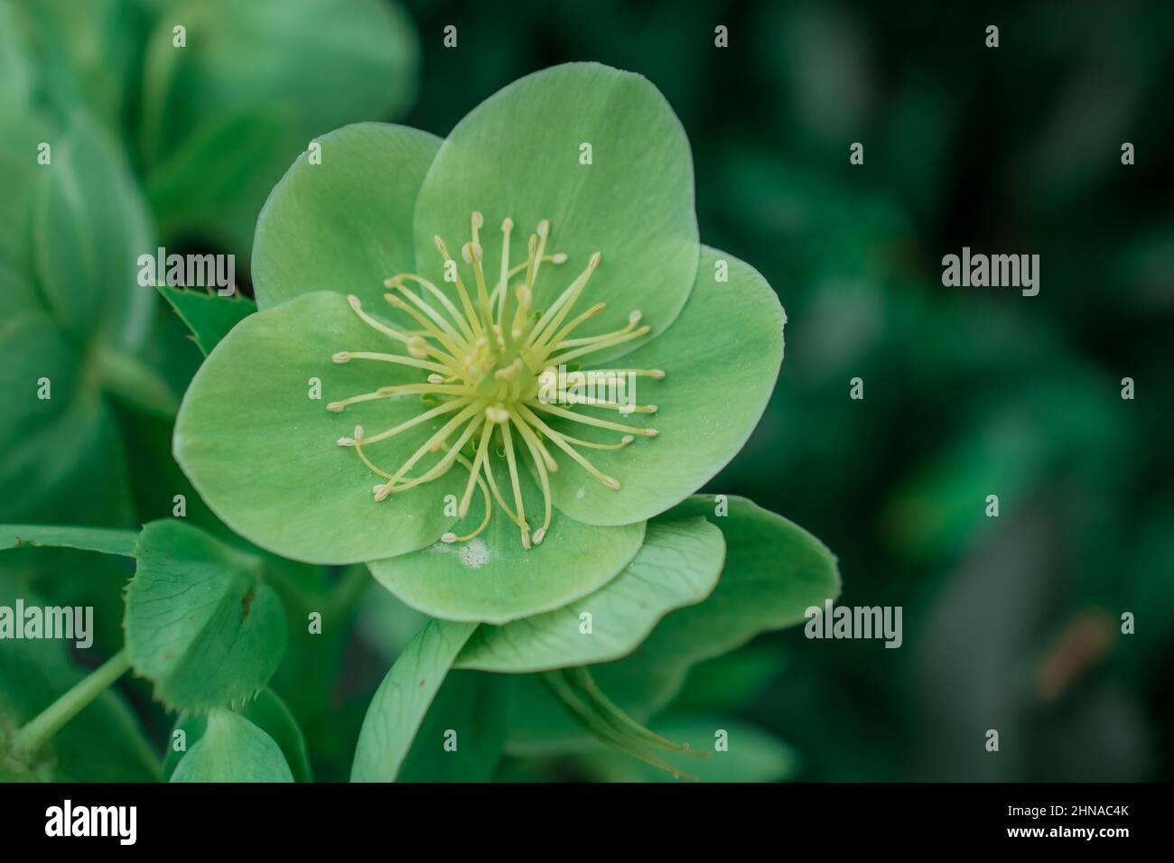 beautiful spring background with flowers and leaves Stock Photo - Alamy