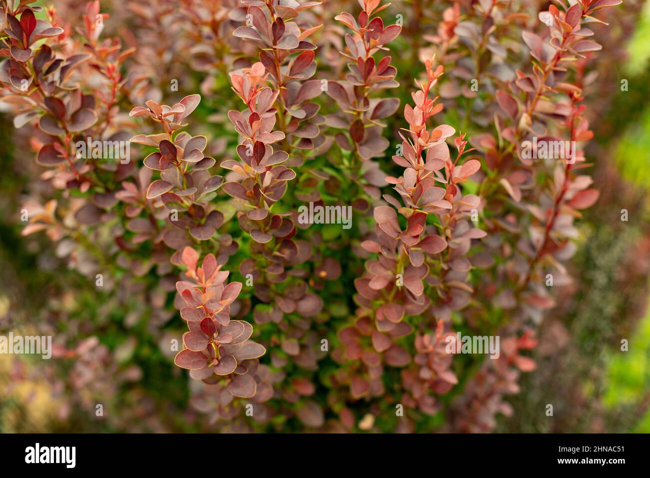 Red plant hi-res stock photography and images - Alamy