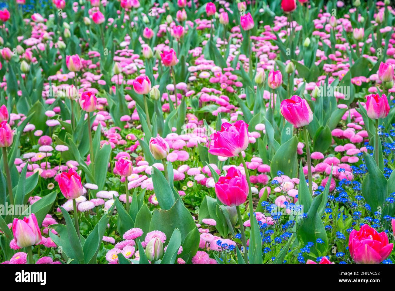 Flowerbed of magenta tulips among of blue flowers Stock Photo - Alamy