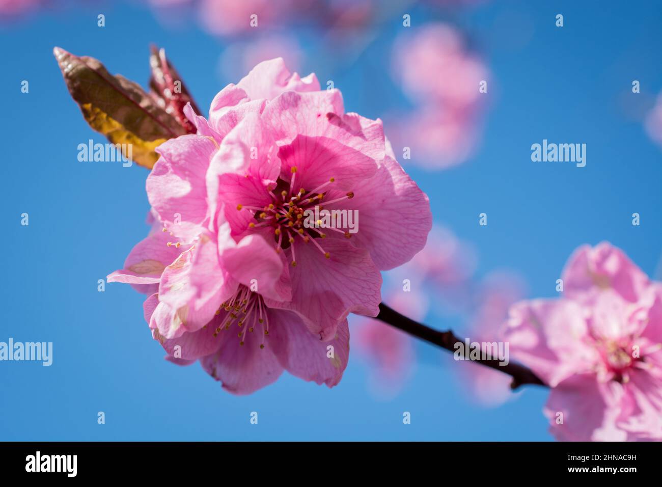 beautiful spring background with flowers and leaves Stock Photo - Alamy