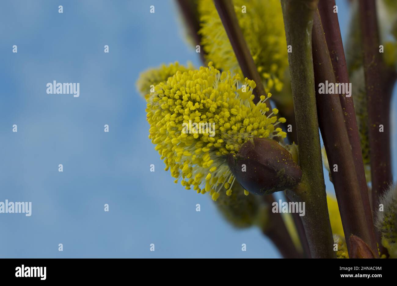 beautiful spring background with flowers and leaves Stock Photo - Alamy