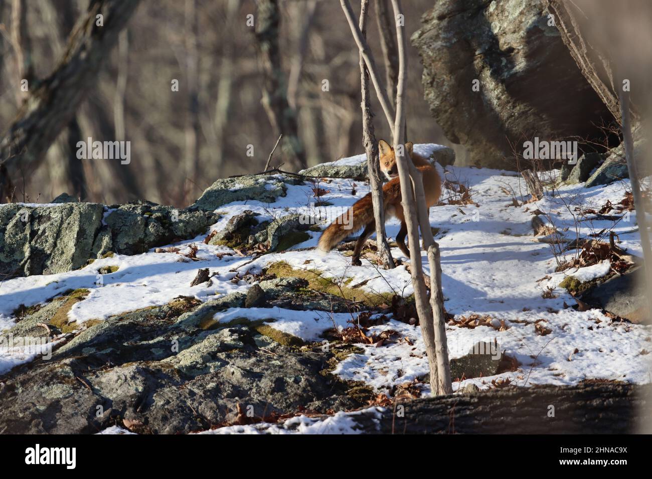 Fox tree trees hill hi-res stock photography and images - Alamy