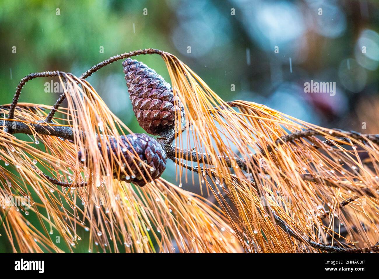 Pine cone in the rain Stock Photo - Alamy