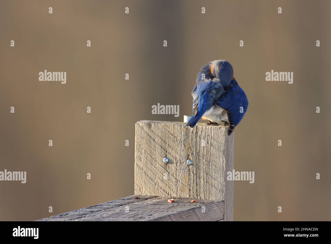 An eastern bluebird with its face buried in its wings Stock Photo - Alamy