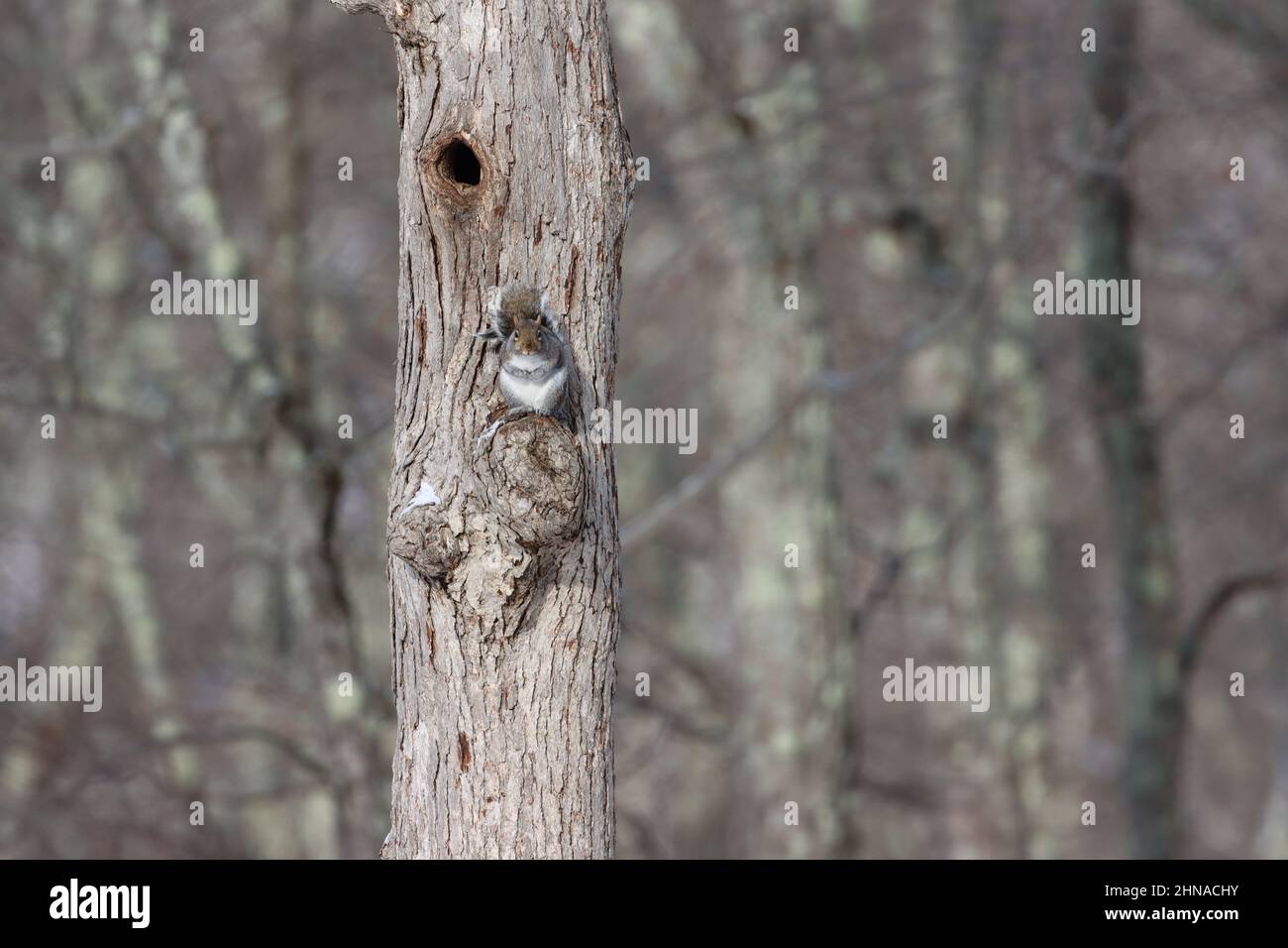 Adorable tree squirrel sitting outside the opening to its home Stock ...