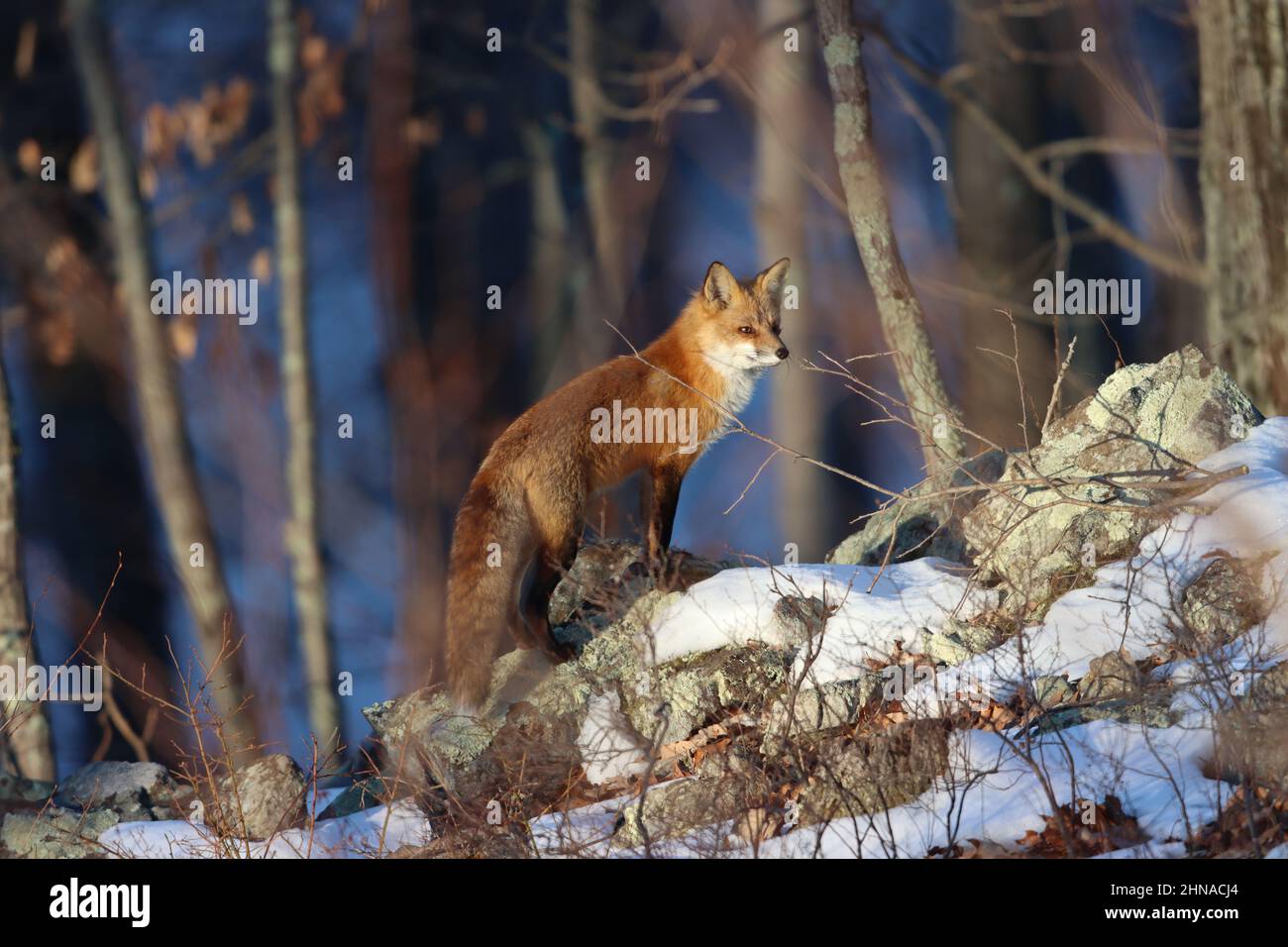 Red fox climbing hi-res stock photography and images - Alamy