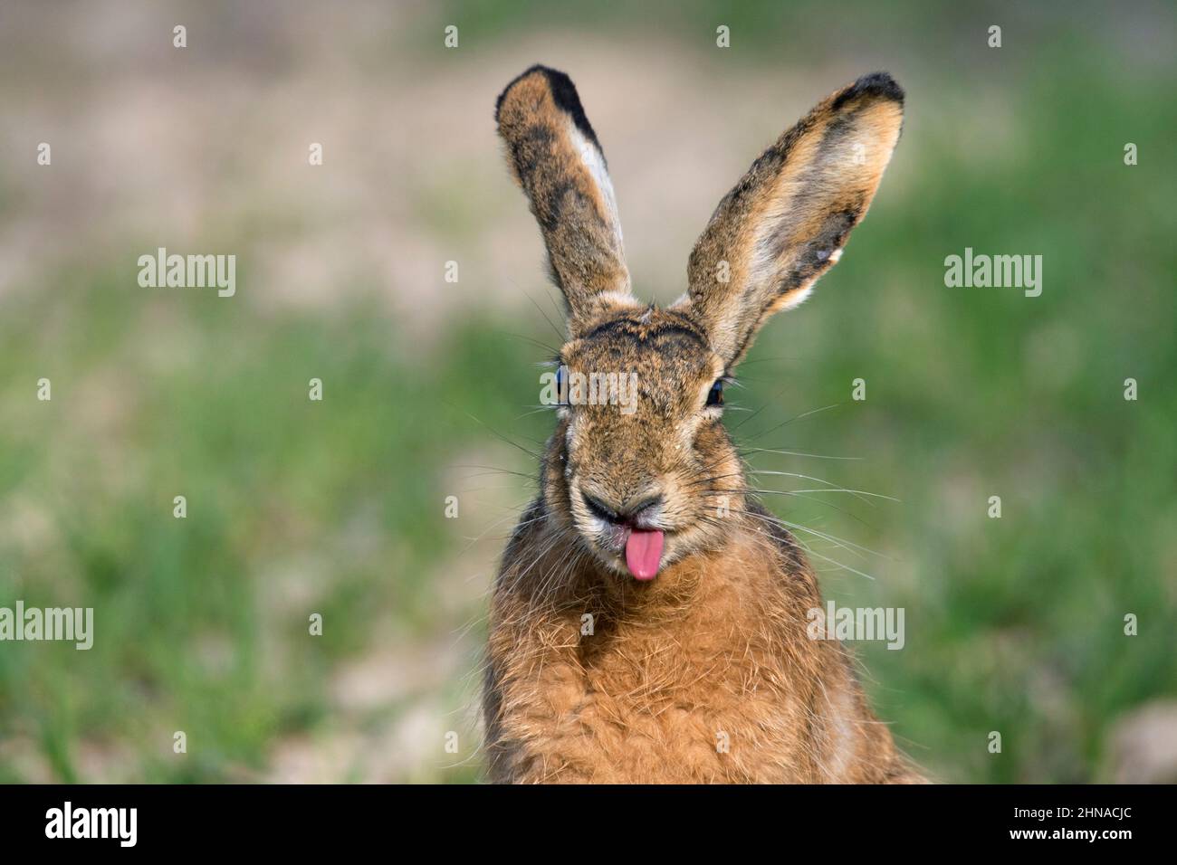 Rodent sticking out tongue hi-res stock photography and images - Alamy