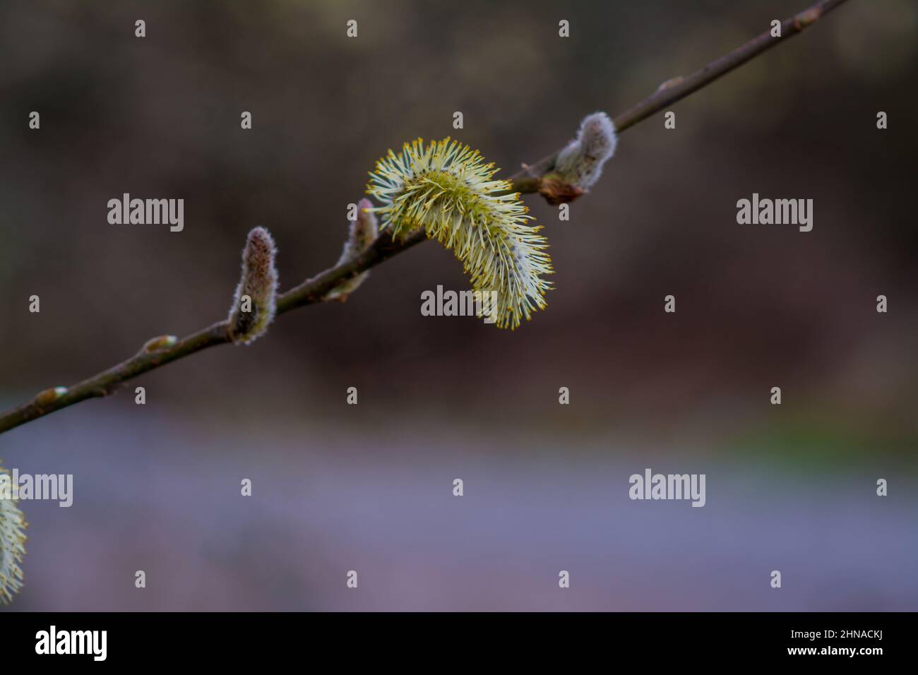beautiful spring background with new leaves and flowers Stock Photo - Alamy