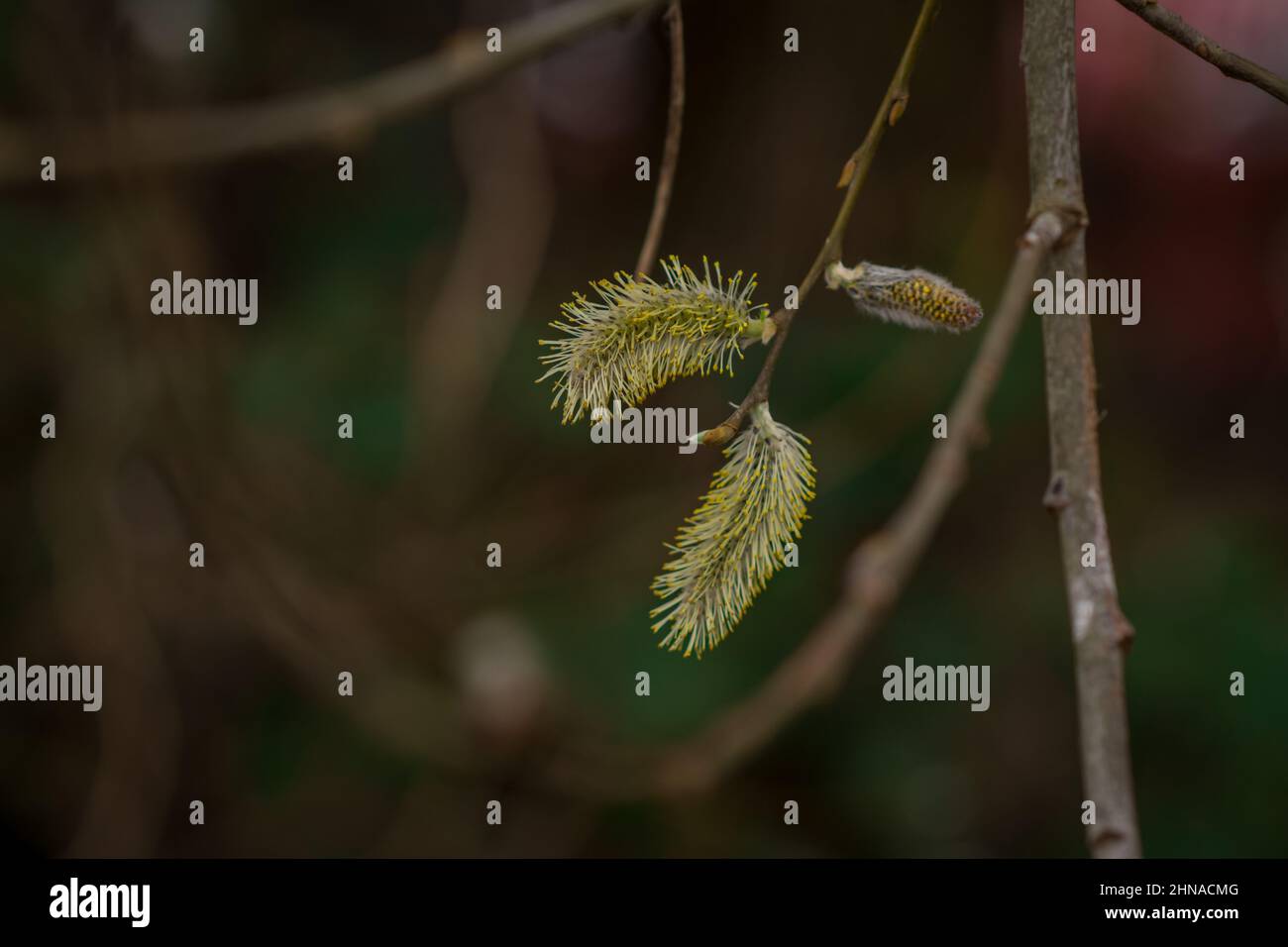 beautiful spring background with new leaves and flowers Stock Photo - Alamy