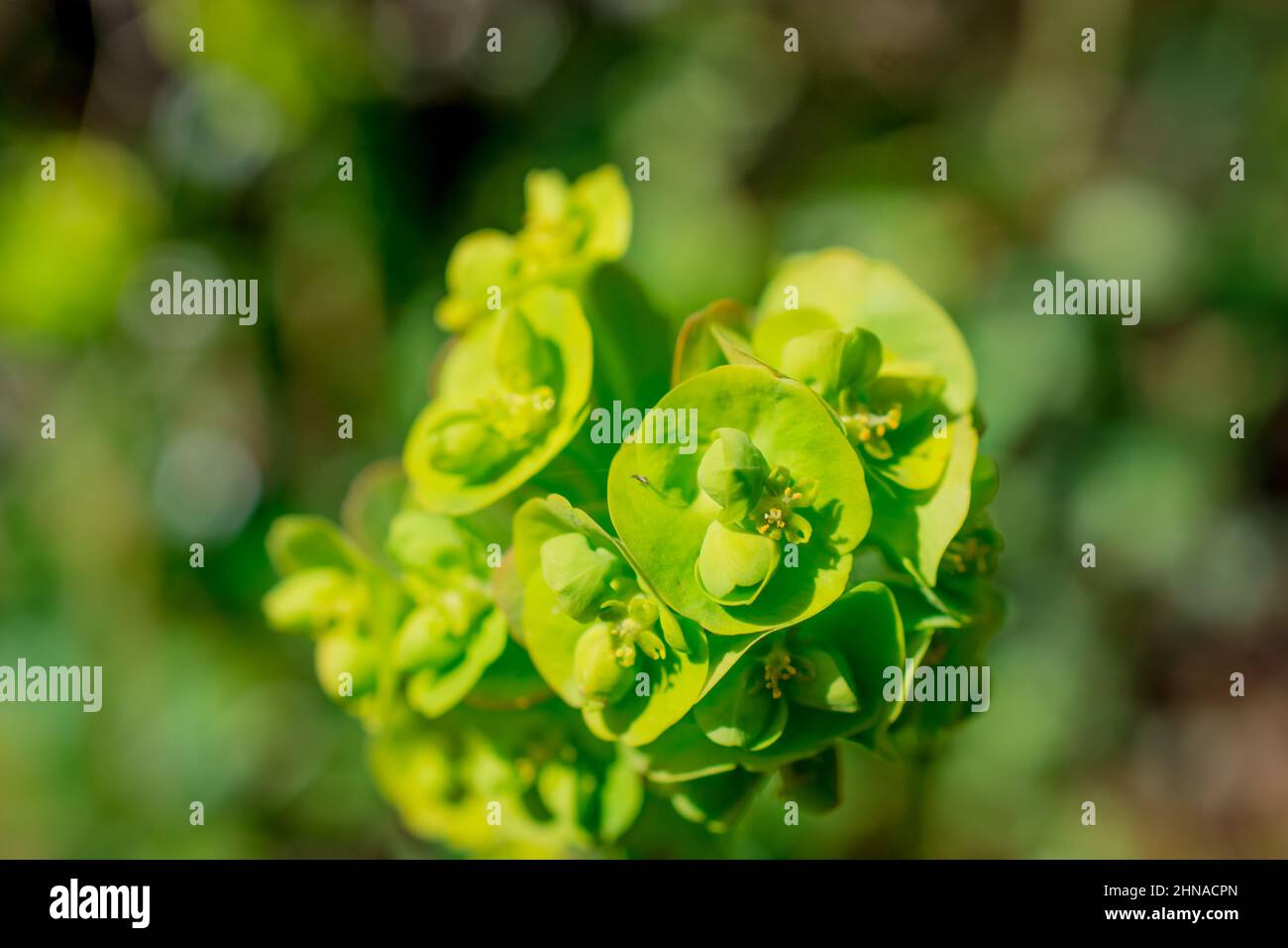 beautiful spring background with new leaves and flowers Stock Photo - Alamy