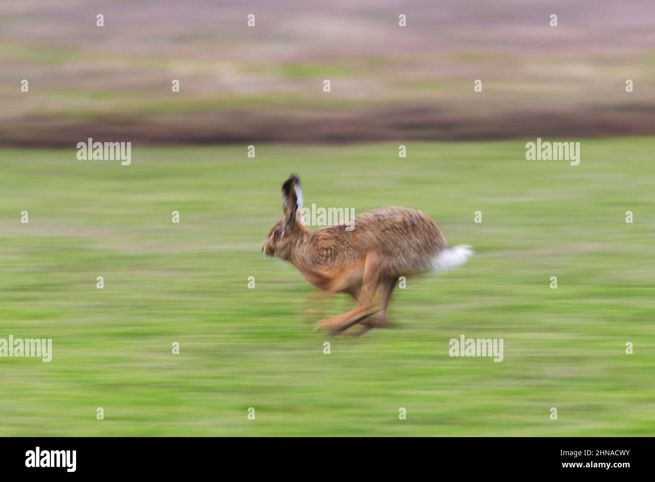 Hare animal in motion hi-res stock photography and images - Alamy