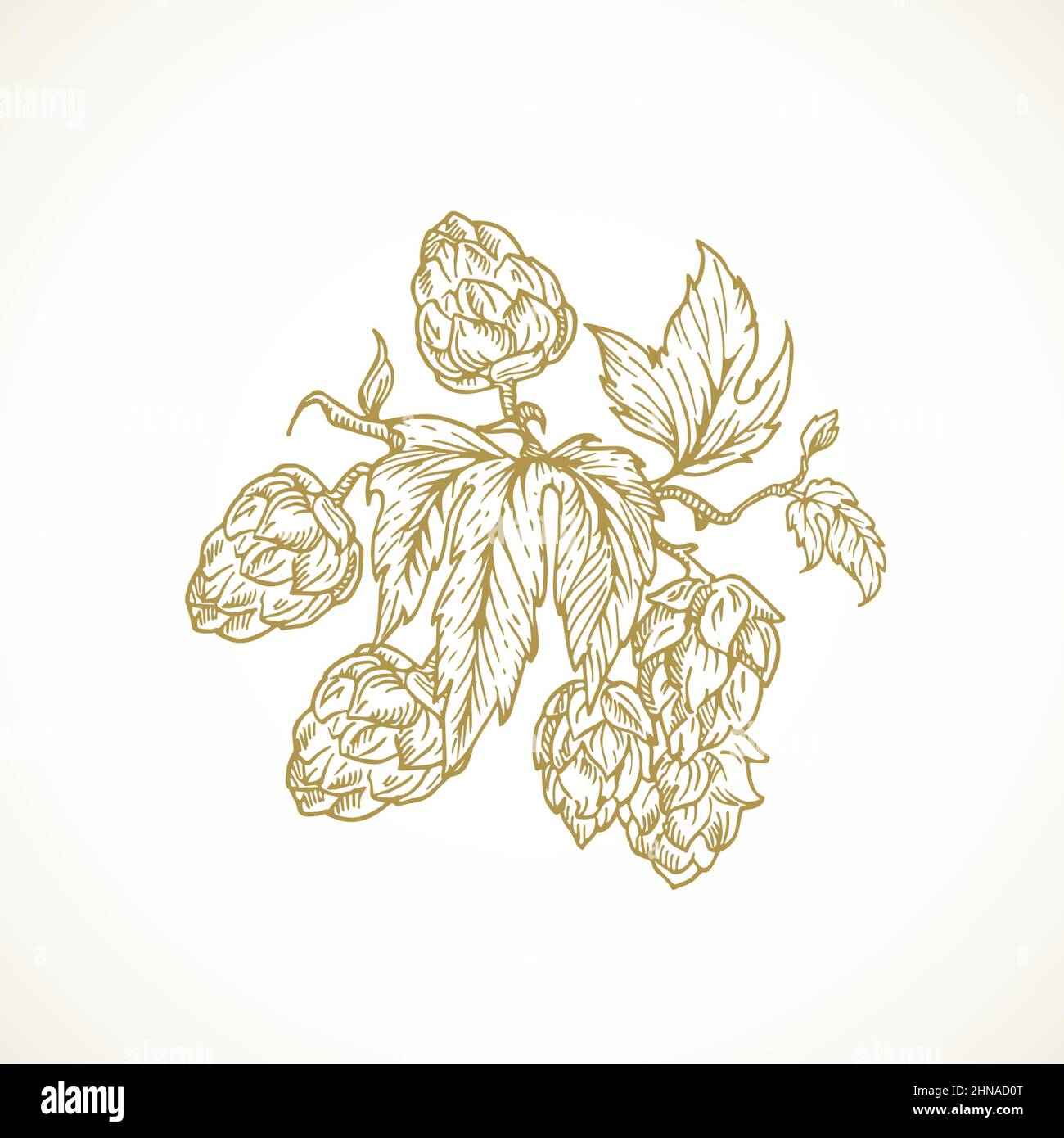 Beer Hops Branch with Hop Cones and Leaves. Abstract Brewery Sketch ...