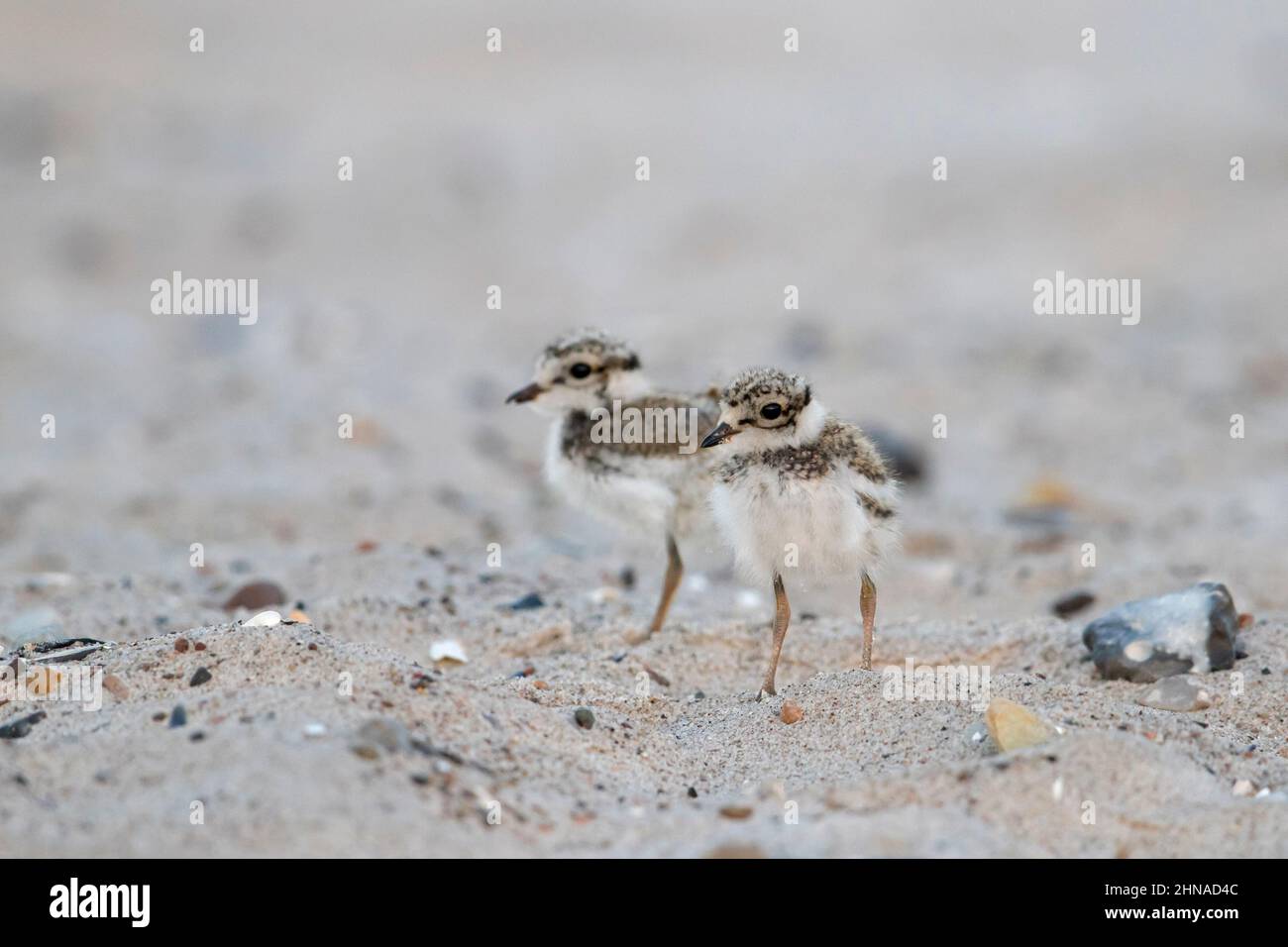 Two cute common ringed plover (Charadrius hiaticula) chicks on the ...