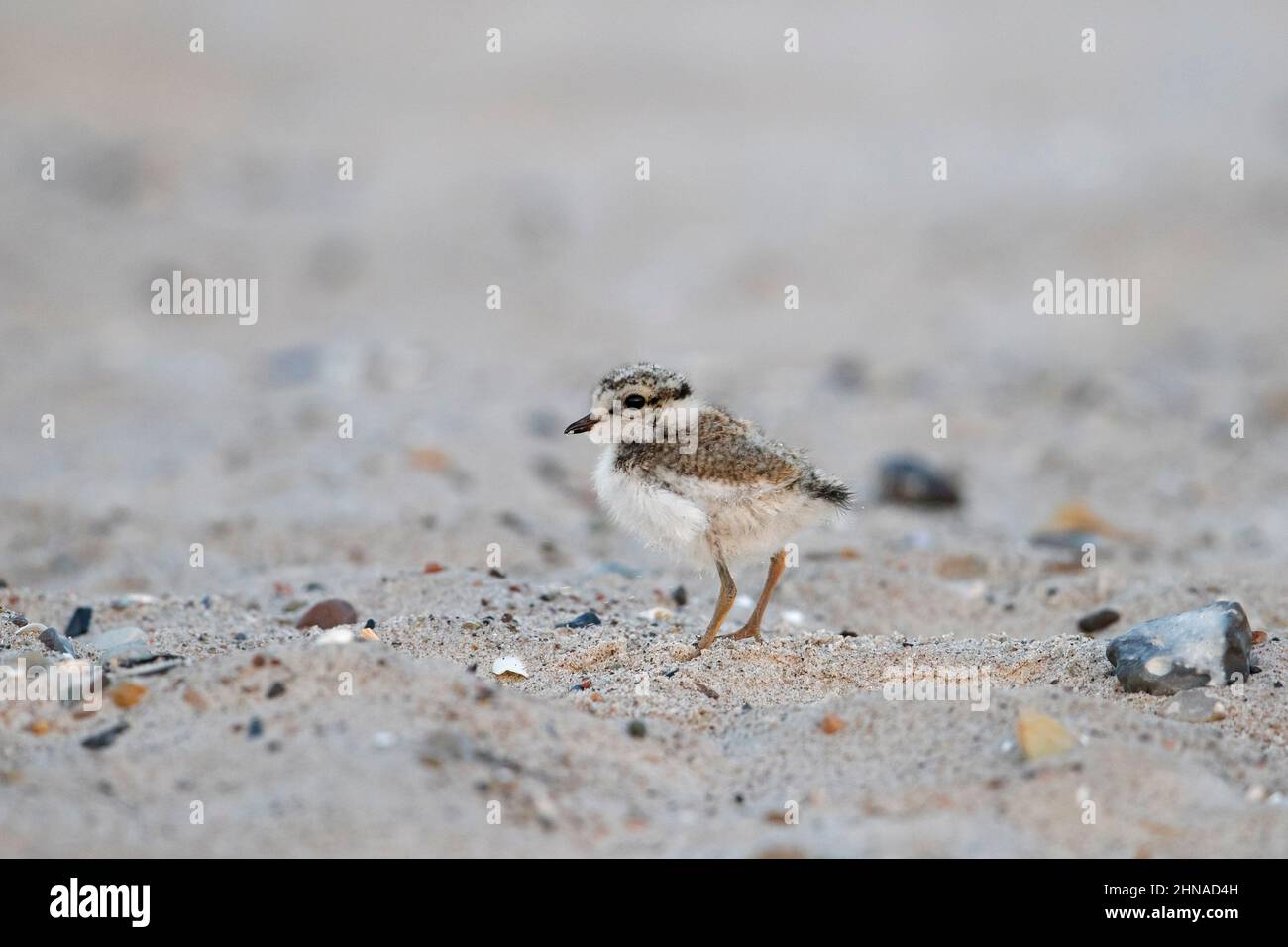 Cute common ringed plover (Charadrius hiaticula) chick on sand beach in ...