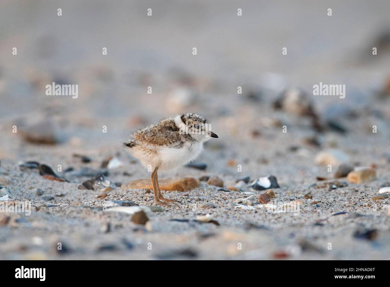 Cute common ringed plover (Charadrius hiaticula) chick on sandy beach ...
