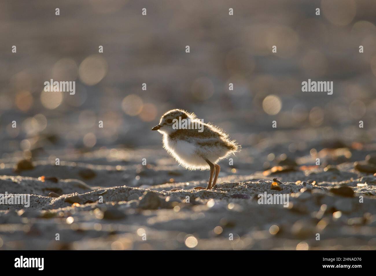 Cute common ringed plover (Charadrius hiaticula) chick on sand beach in ...