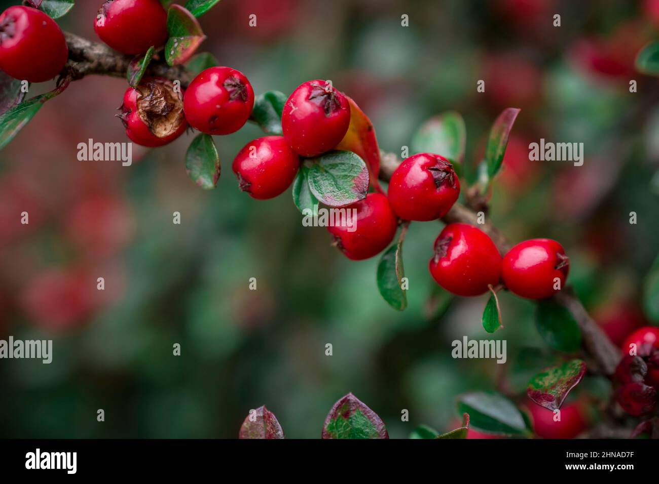 autumn background with red berries Stock Photo - Alamy