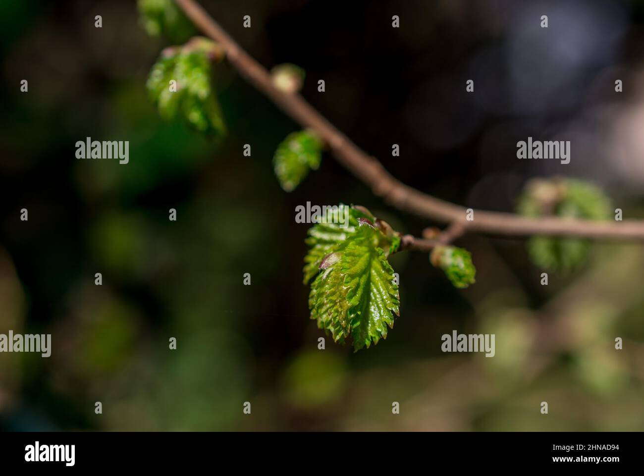 beautiful spring background with new leaves and flowers Stock Photo - Alamy