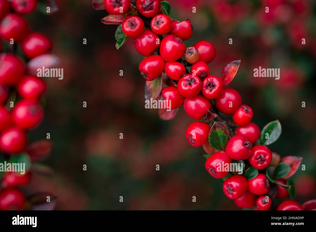 autumn background with red berries Stock Photo - Alamy