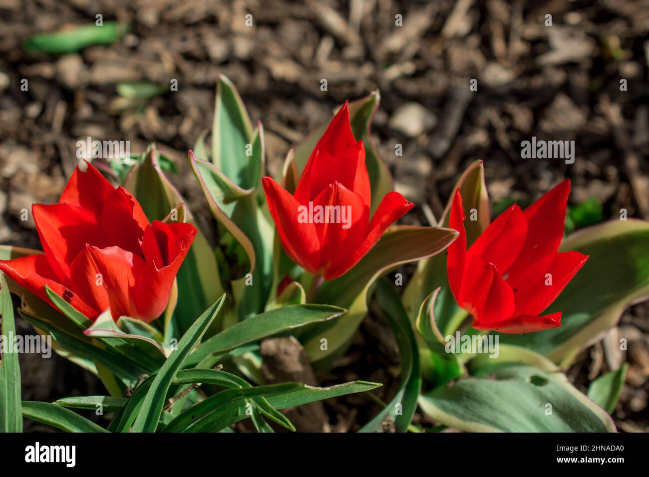 beautiful spring background with new leaves and flowers Stock Photo - Alamy
