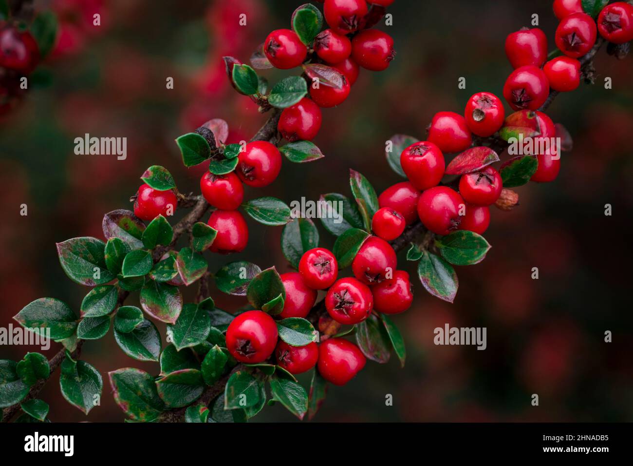 autumn background with red berries Stock Photo - Alamy