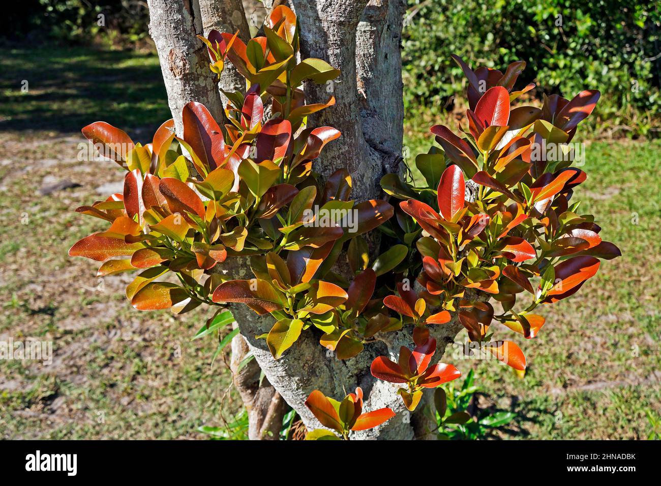 Red leaves on young hi-res stock photography and images - Alamy