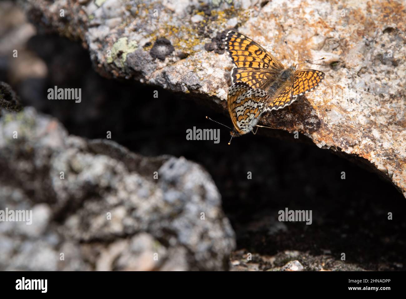 Butterflies fritillary (Melitaeini) mating on a granite rock Stock ...
