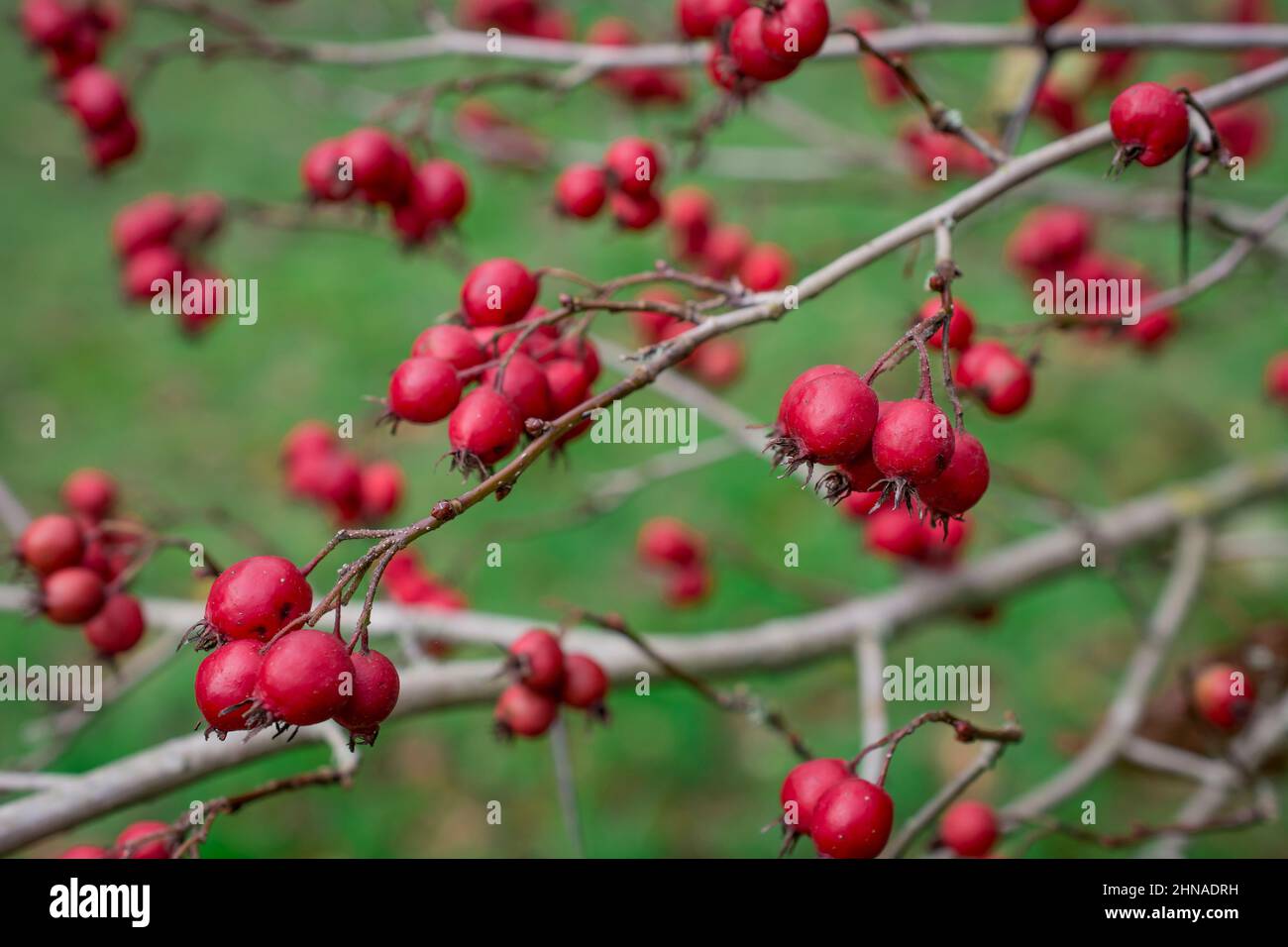 autumn background with red berries Stock Photo - Alamy