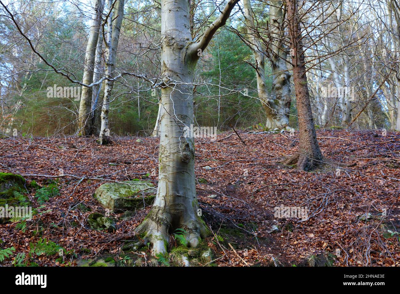 Various Different Tree Trunks in a Forest at Winter, Hamsterley Forest ...